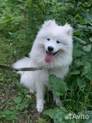 Щенок подросток Самоедская лайка