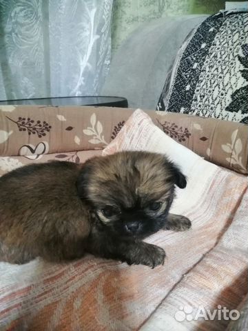 Щенок пикенеса