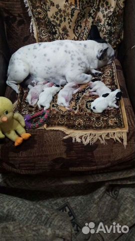 Французский Бульдог