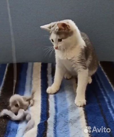 Котёнок, девочка, 4-5месяцев