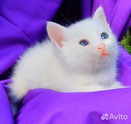 Котята малыши в добрые руки бесплатно в дар