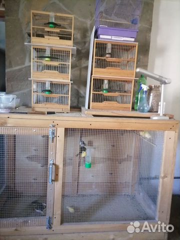 Продаю канареек собственного разведения я