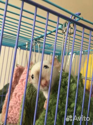 Крыса дамбо сиамская