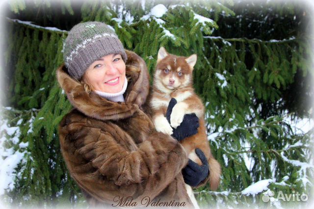 Шоко Помски Ф2 мальчик