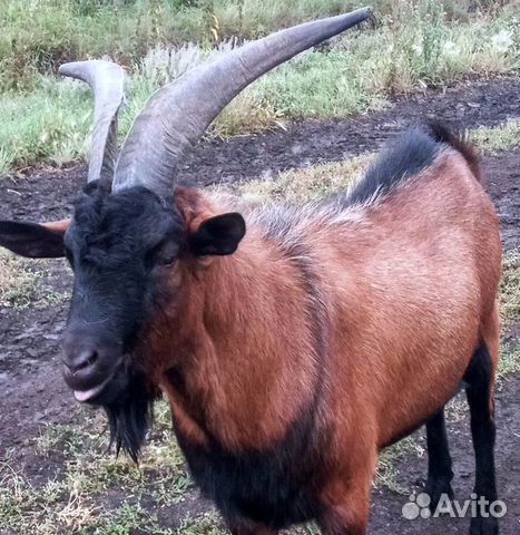 Козел на вязку