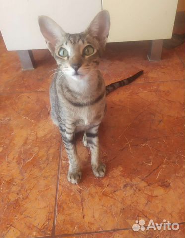 Ориентальная кошка