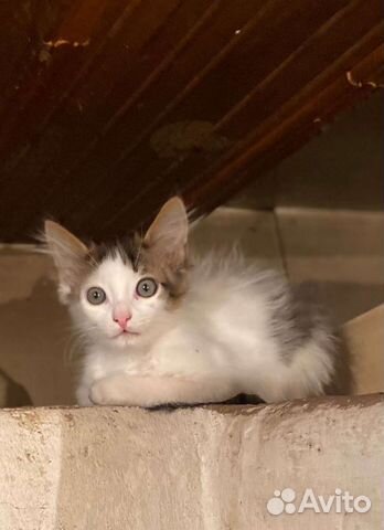 Котёнок Тиша в добрые руки