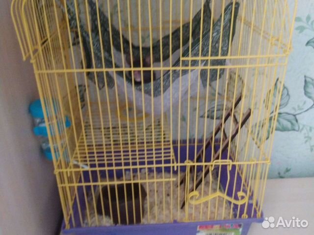 Крыски ручные