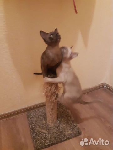 Бурманские котята