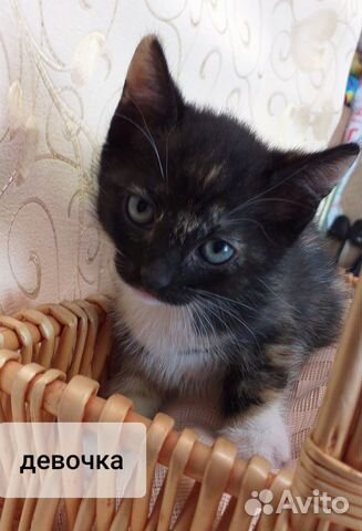 Котёнок девочка. Чёрно-рыже-белая. 1,5 мес