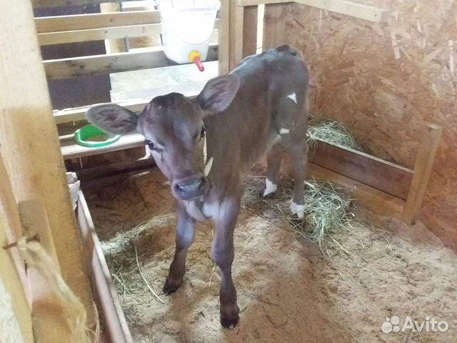 Телочка чистопородный швиц