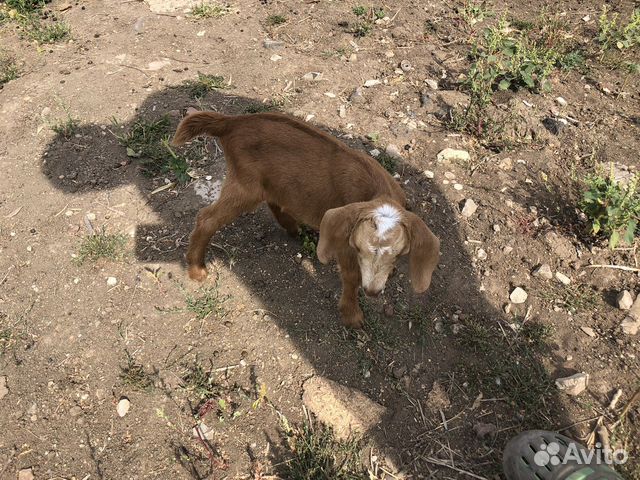 Козлик от 6литровки