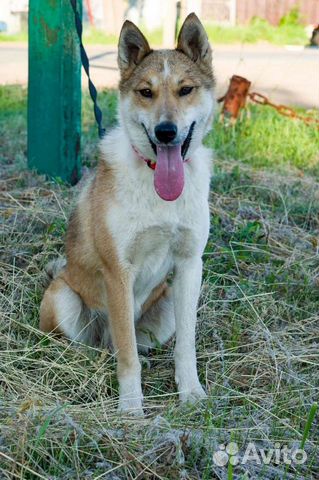 Русско европейская лайка
