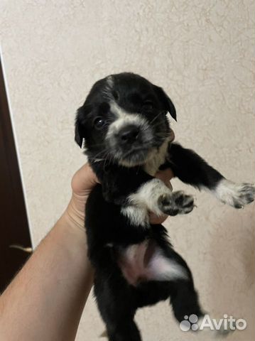 Щенки русского спаниеля