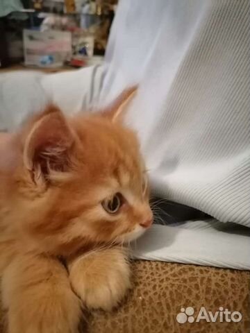 Котятки в добрые руки