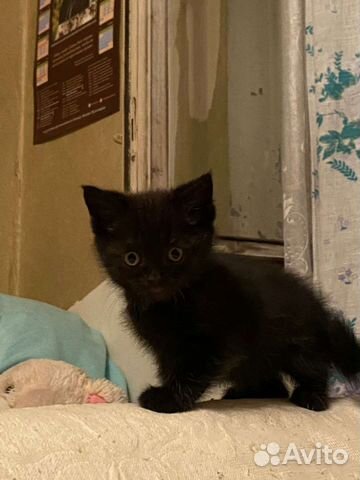 Черный котенок мальчик в дар 1 мес