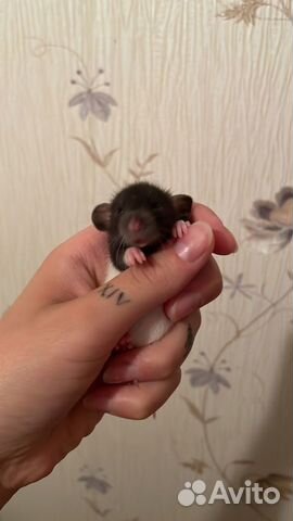 Крыса дамбо