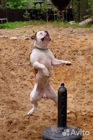 Вязка Американский Бульдог