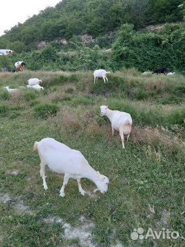 Продается коза