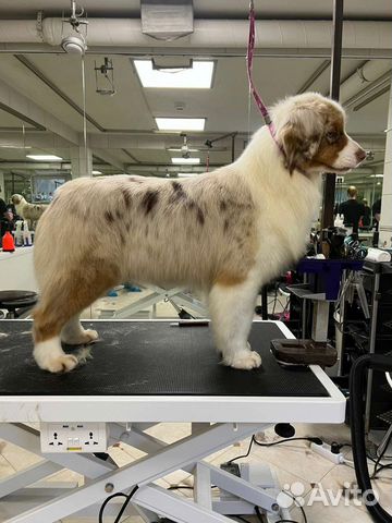 Австралийская овчарка девочка подросток