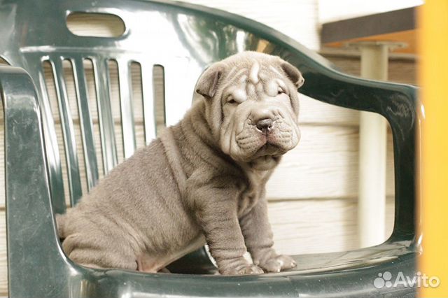 Щенки шар-пей, Твинситис