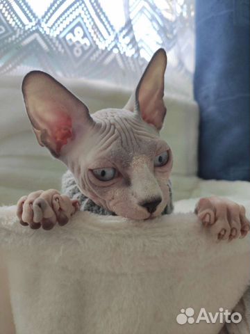 Канадский сфинкс эльф котенок 6 мес