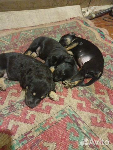 Щенки дворняги