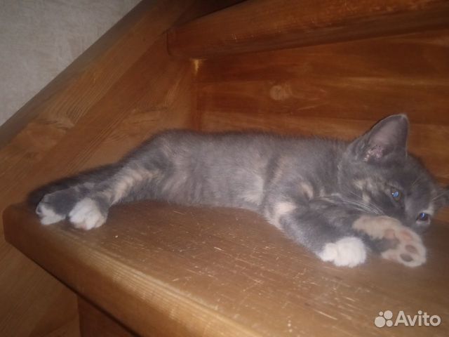 Отдам котенка