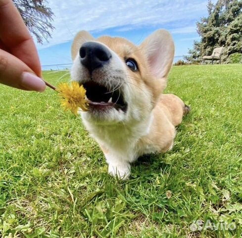 Щенки корги
