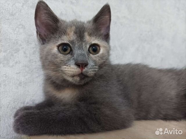 Британские котята