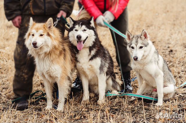 Хаски и Маламуты в добрые руки