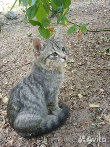 Котята ответственным людям
