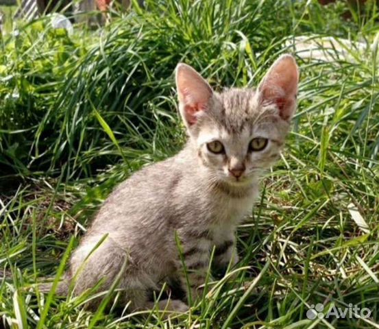 Котёнок пропадёт без дома