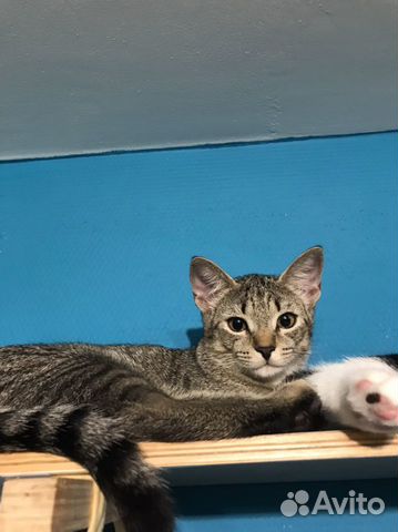 Котенок Ванилька