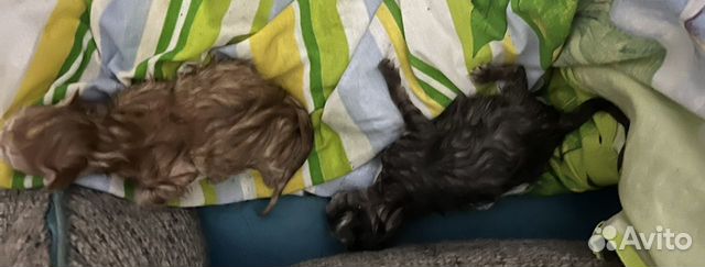 Котята ищут кормящую маму