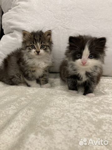 Котчта бесплатно
