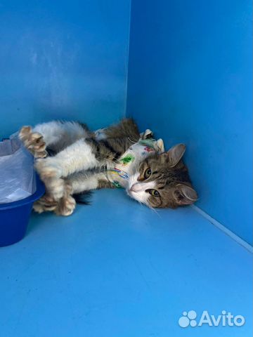 В дар киса 11 мес