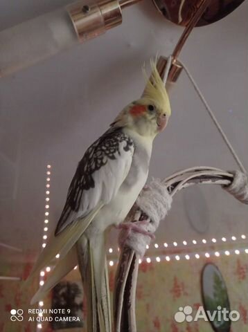 Попугай корелла