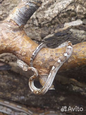 Маисовый полоз Anery Miami Motley