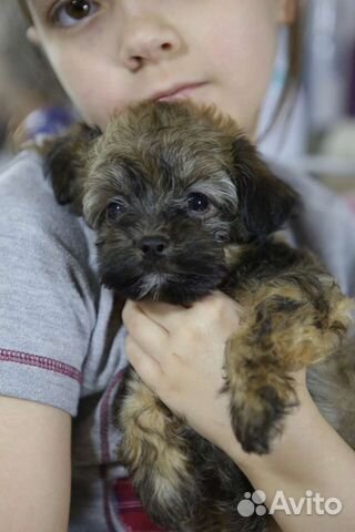 Русская Цветная Болонка девочки мини и стандарт