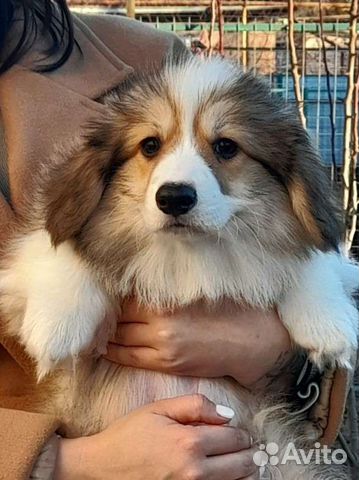 Мальчишка флаффи Вельш Корги Пемброк