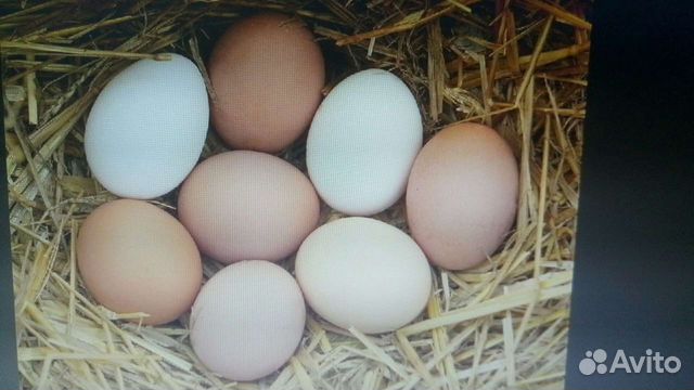 Яйцо инкубационное от деревенских кур
