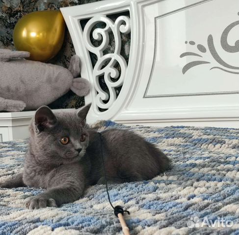 Котёнок BRIa