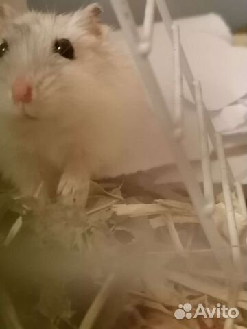 Джунгарский хомяк