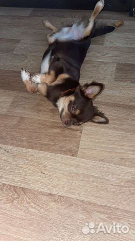 Ищем породистого жениха