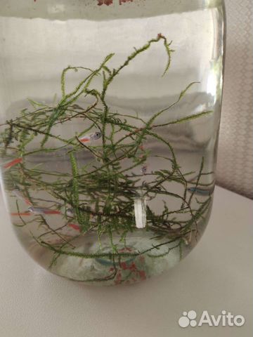 Аквариумные рыбки неоны