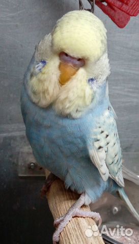 Самечик желтолицый