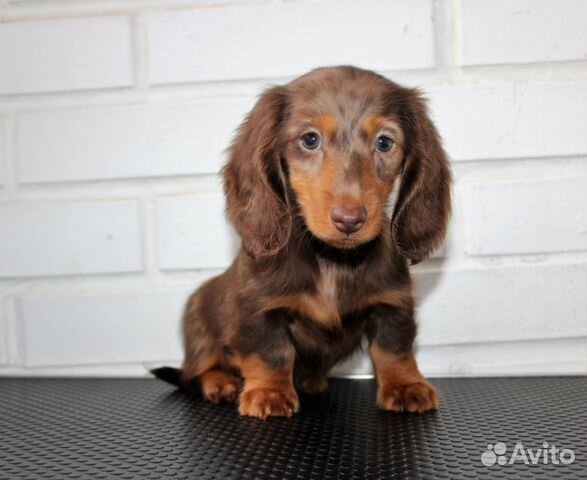 Такса длинношерстная миниатюрный мальчик