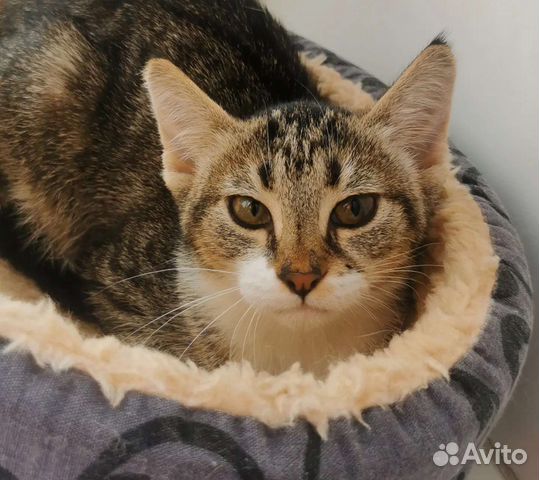 Котята девочки