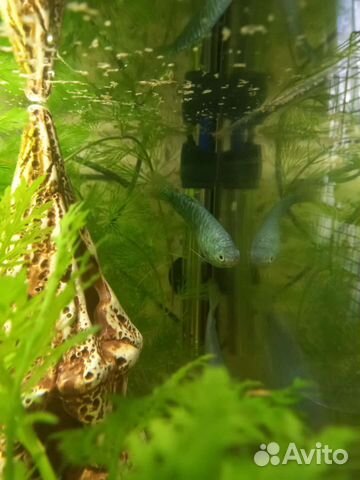 Аквариумные рыбки мраморные гурами